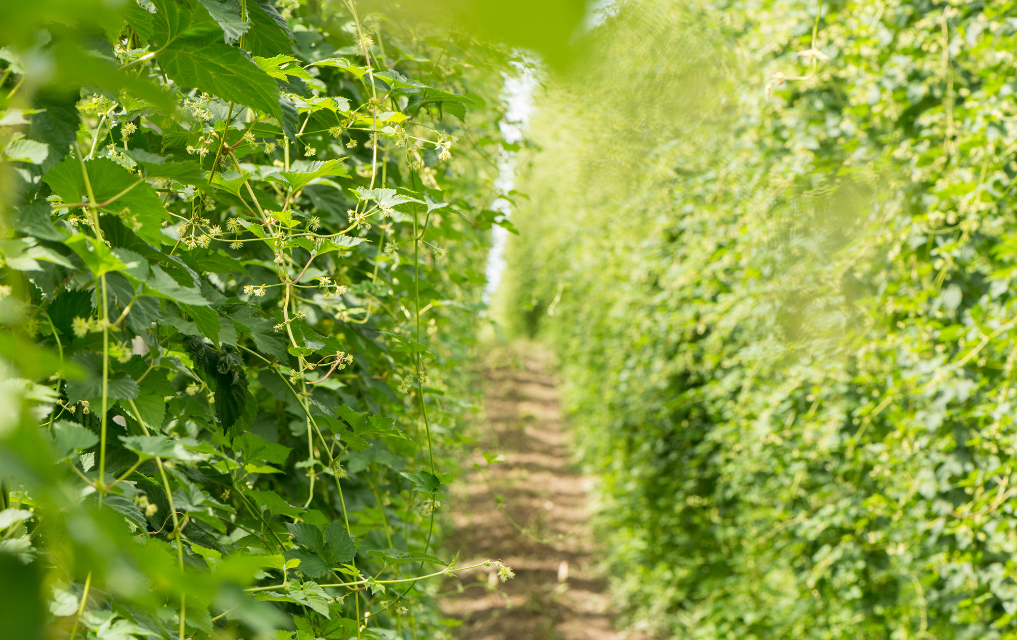Regulatory review announced for agricultural and horticultural product ...