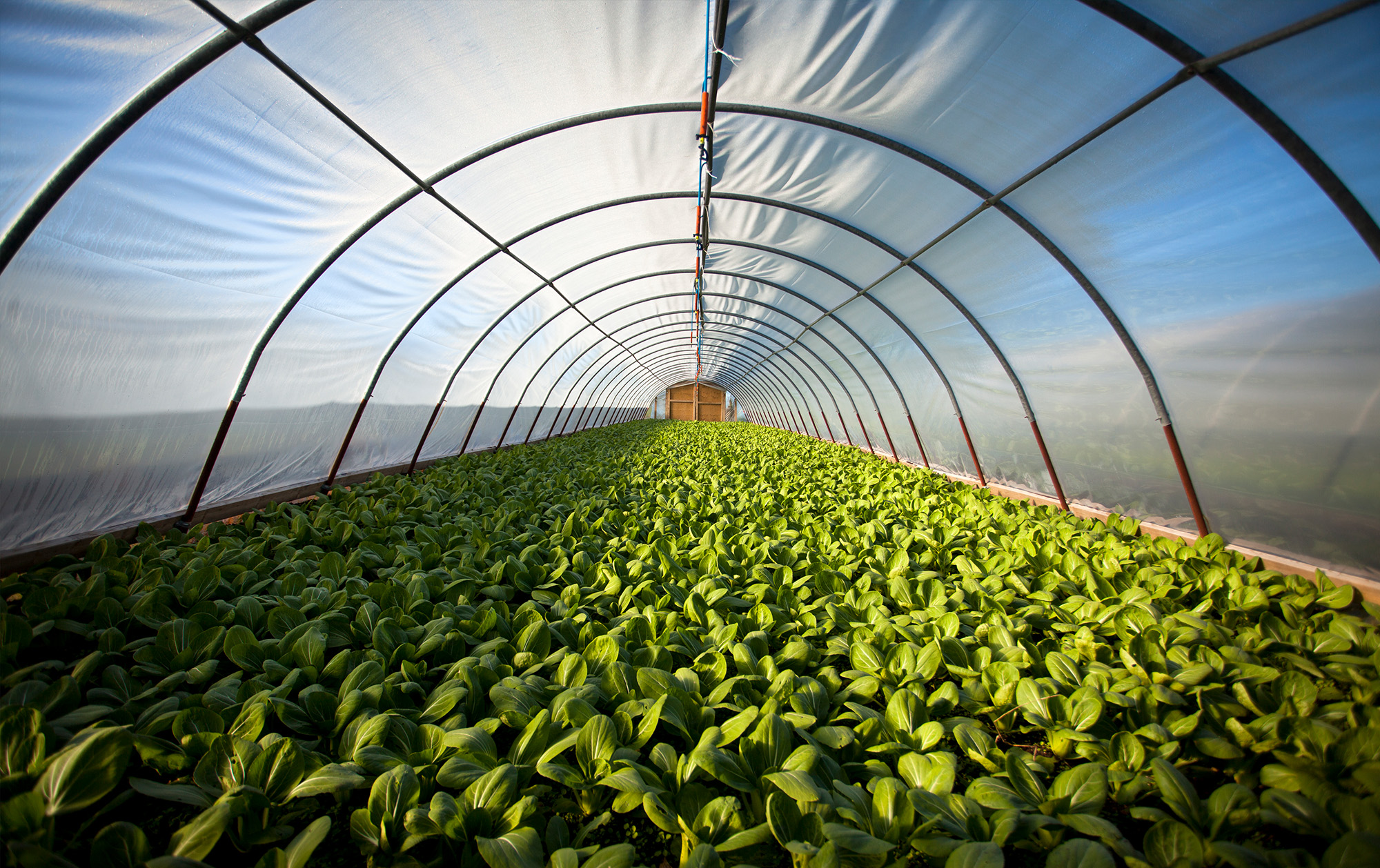 Agriculture, forestry and fishing